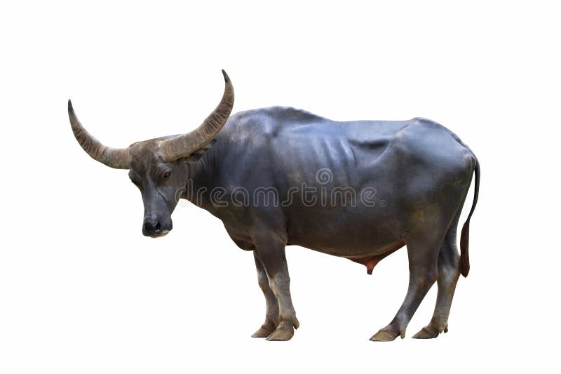 Gracefully of Buffalo Isolated on White Background. Stock Image - Image ...