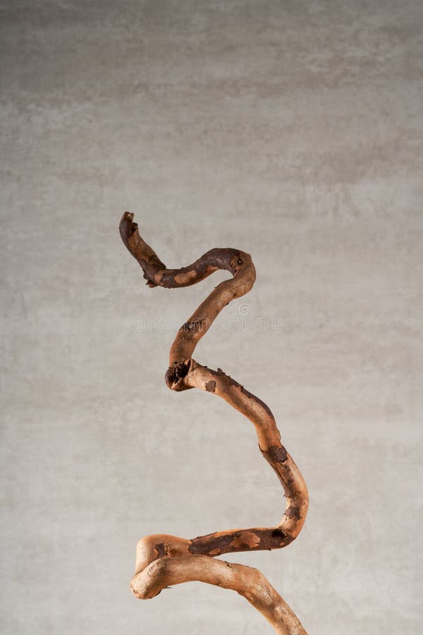 A Gracefully Curved Dead Tree Branch Prop Stock Photo - Image of curved ...