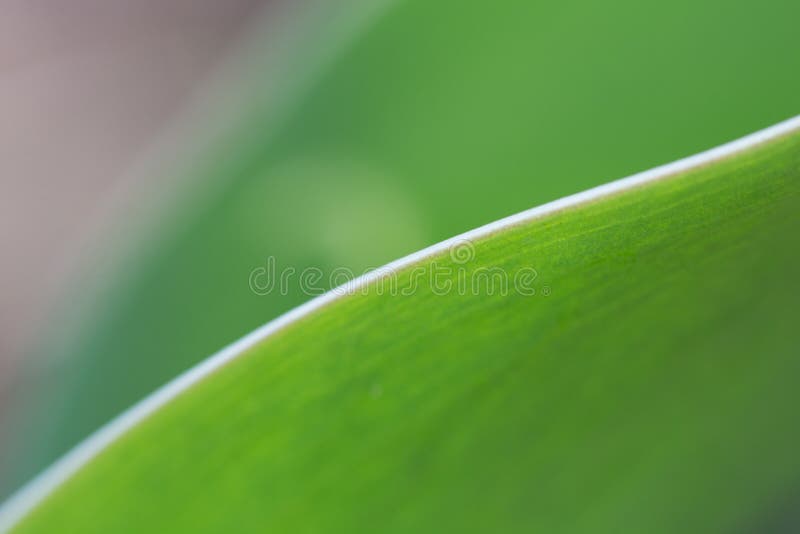 Gracefully Curved Leaf 1 stock image. Image of blurry - 81629401