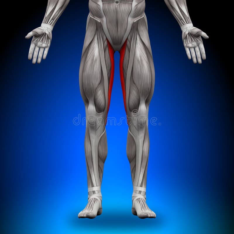 Gracilis - Anatomy Muscles stock illustration. Illustration of glutes ...