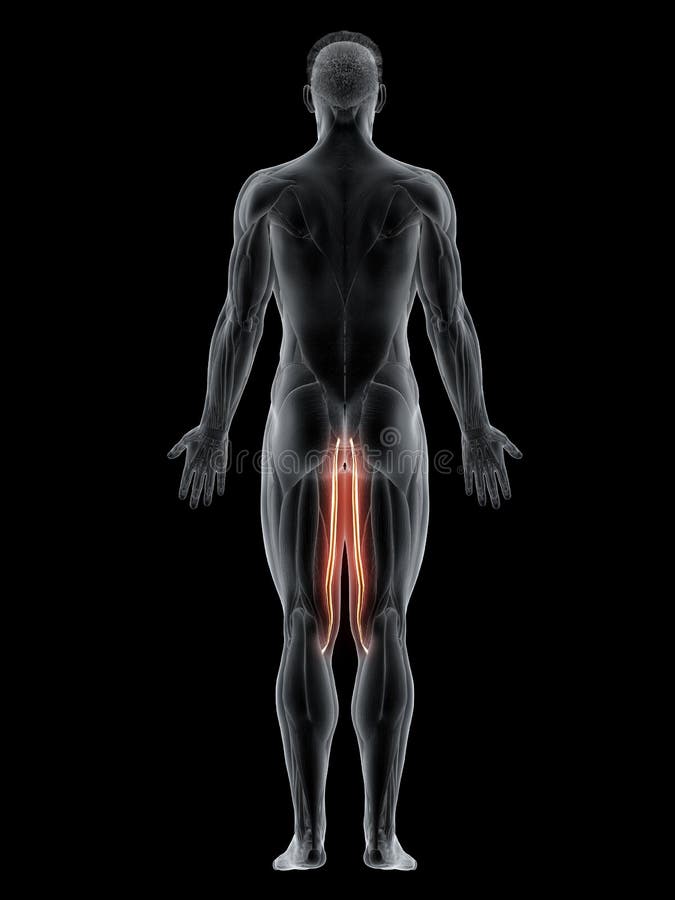 The gracilis stock illustration. Illustration of fitness - 157611392