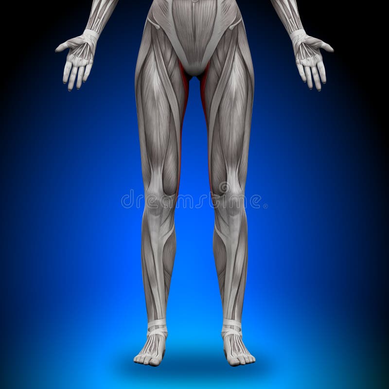 Gracilis - Anatomy Muscles stock illustration. Illustration of glutes ...