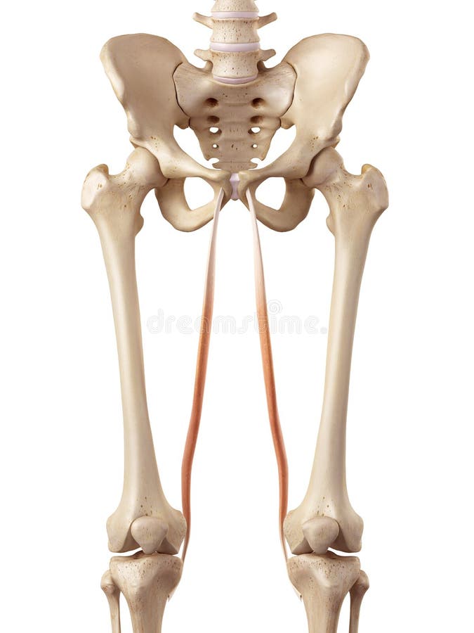 The gracilis stock illustration. Illustration of skeleton - 56286794