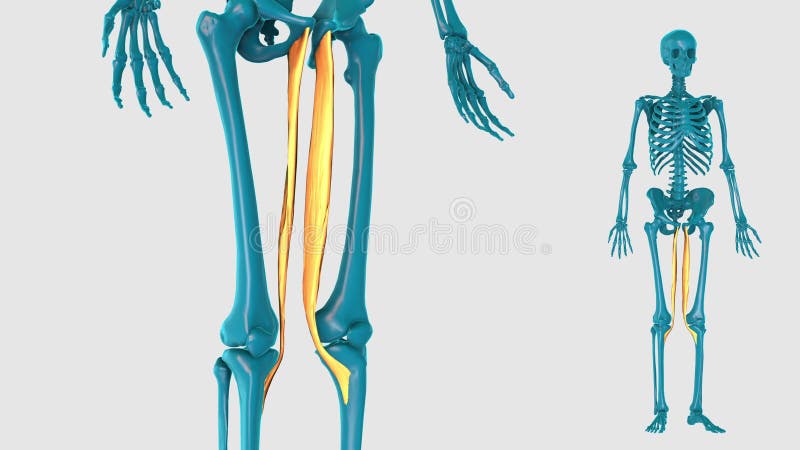Gracilis on a White Background - 3D Model Stock Video - Video of dorsi ...