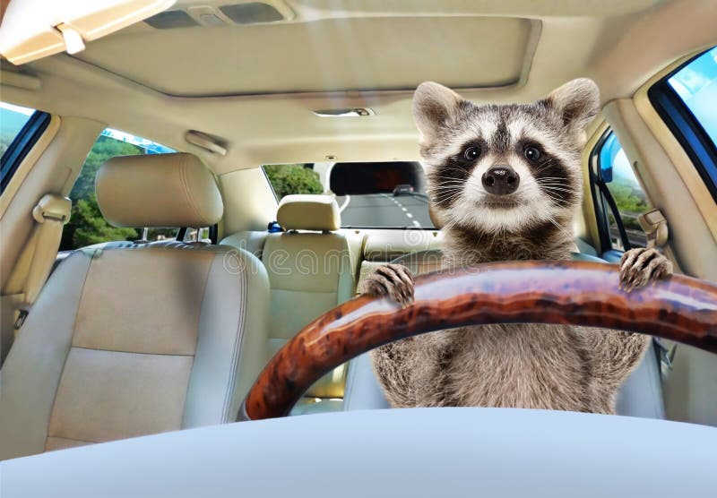 13,441 Mapache Enojado Fotos de stock - Fotos libres de regalías de ...