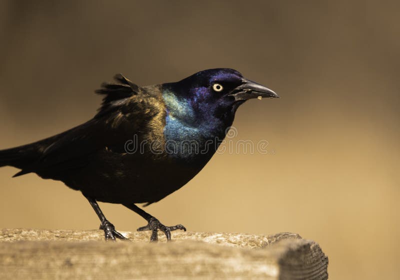 Purple Grackles Stock Photos - Free & Royalty-Free Stock Photos from ...