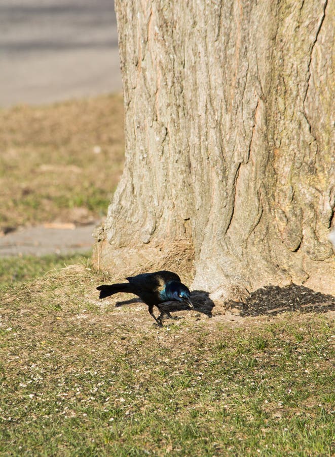 Grackle feeding stock photo. Image of grackle, wildlife - 91080740