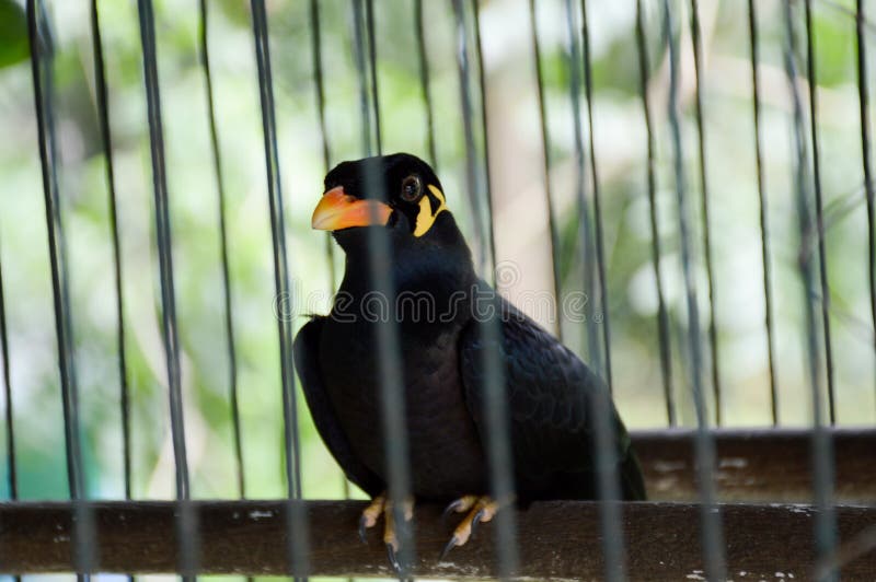 Gracula religiosa stock image. Image of gracula, myna - 77758577