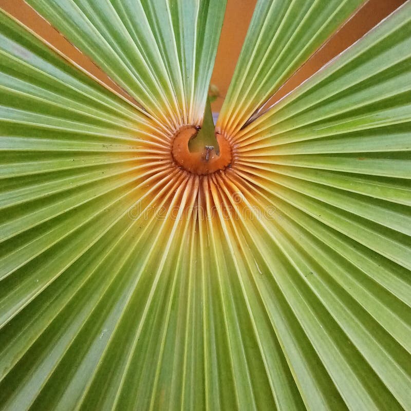 Gradation Color Leaf of Palm Tree Stock Image - Image of tropic, yellow ...