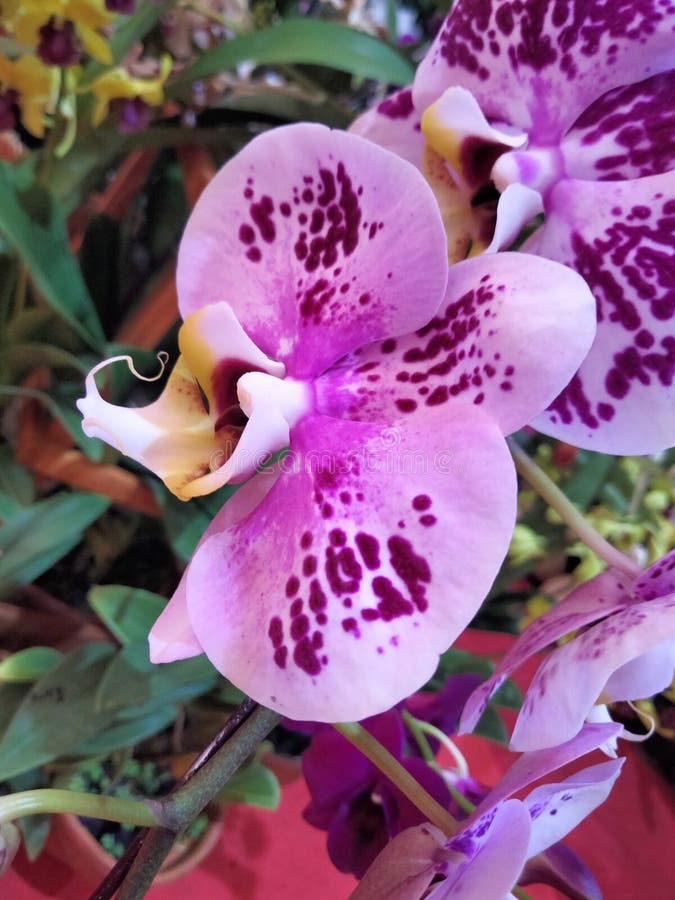 1,856 Gradation Flower Stock Photos - Free & Royalty-Free Stock Photos ...