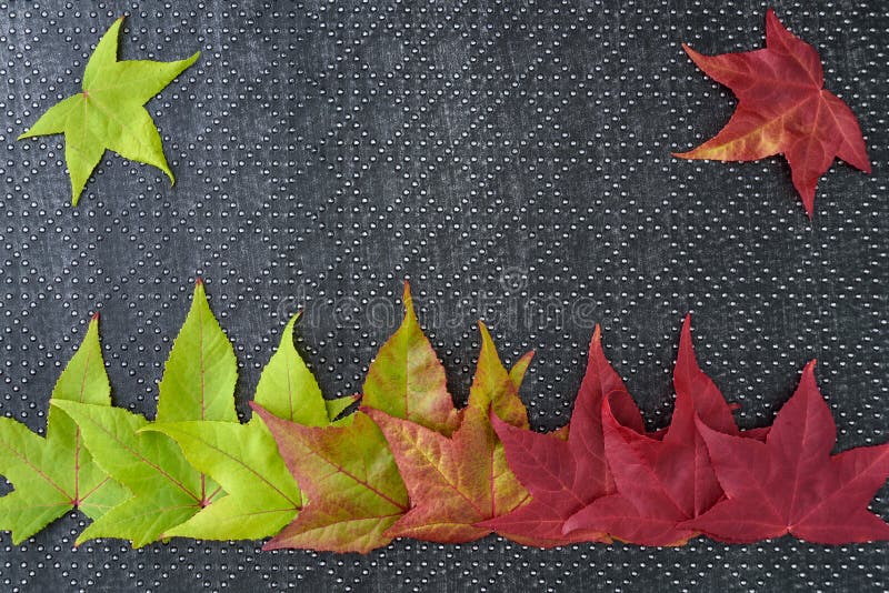 Gradation of Fall Leaves from Green To Red on a Black Patterned ...