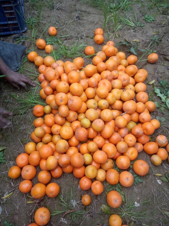 Fields by Very Beautiful Colors on Hills Hills in the Province of Padua ...