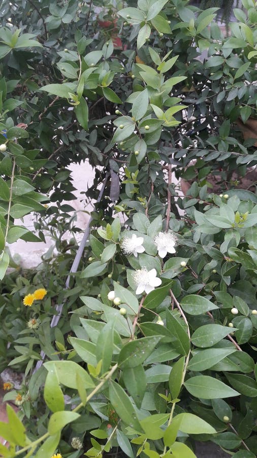 Graden fruit flowers stock photo. Image of autumn, produce - 180117028