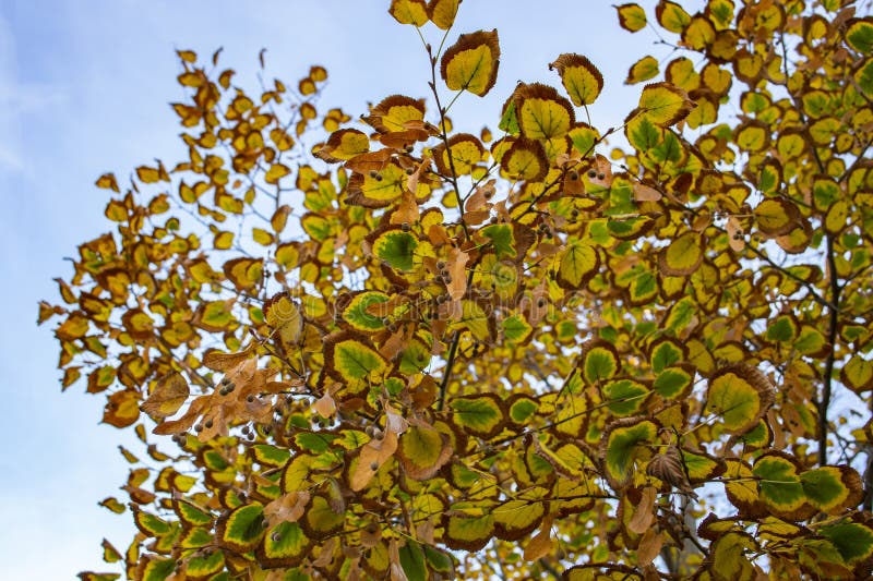 Gradient Autumn Drying Leaves on a Beautiful Colored Tree, on Blue ...