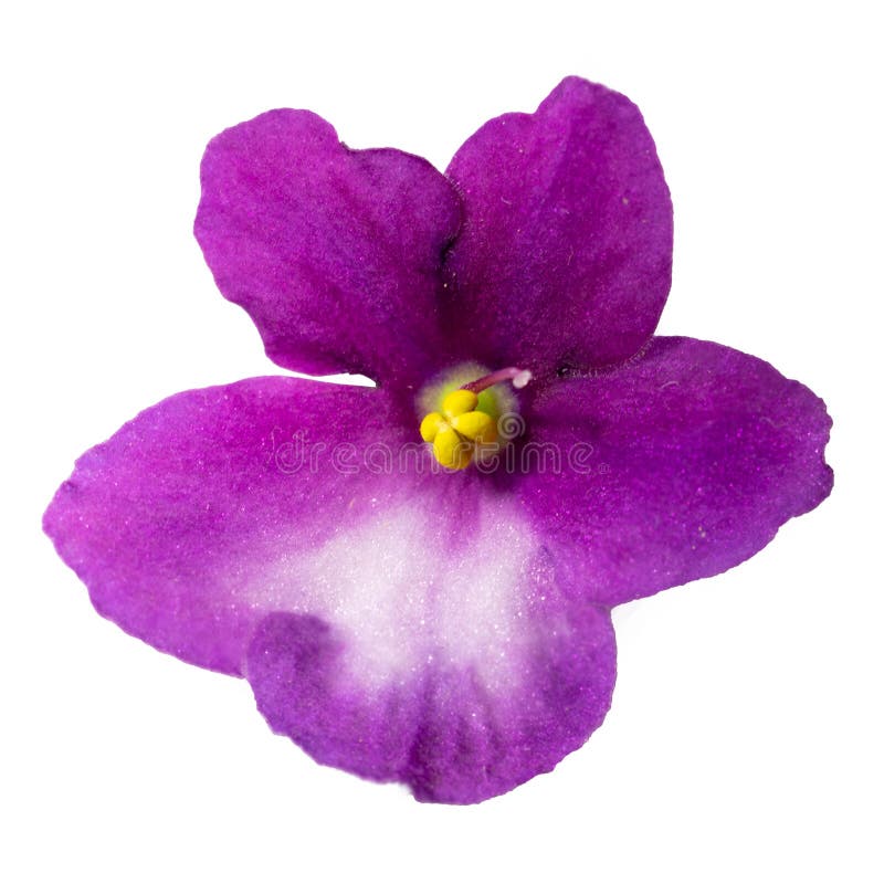 Gradient Burgundy Colored Five Petals African Violet Flower Isolated on ...