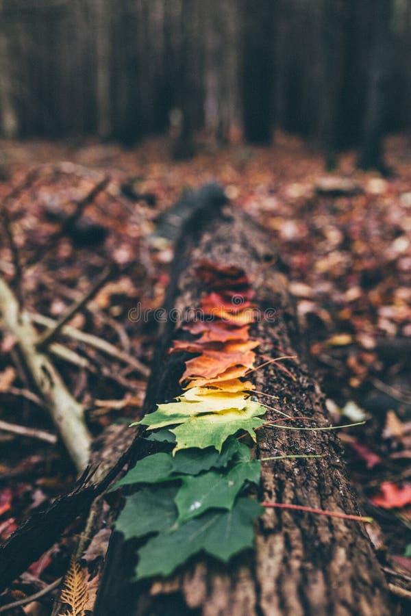 Gradient of Fall Leaf Colors Stock Image - Image of leaves, plant: 83443401