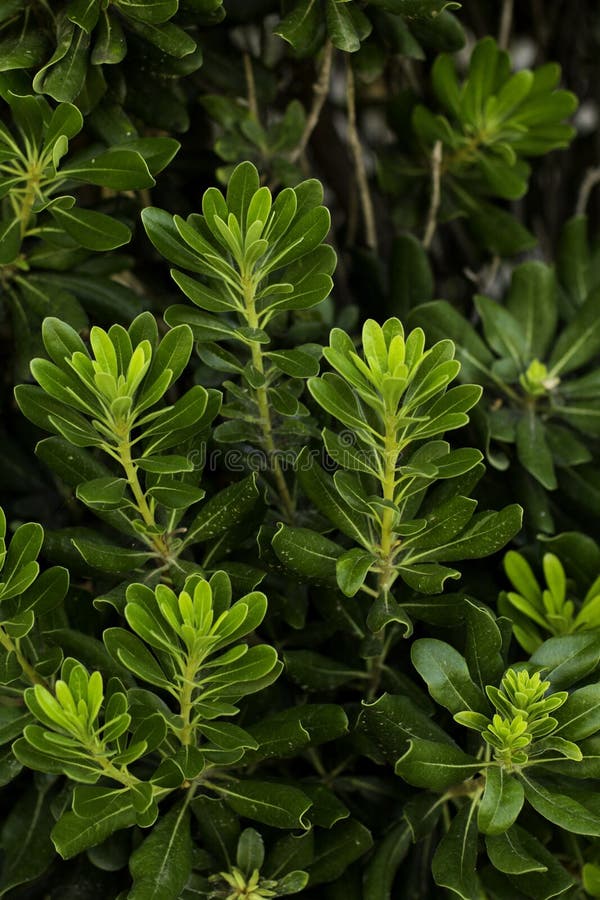 1,096 Plants Green Gradient Stock Photos - Free & Royalty-Free Stock ...