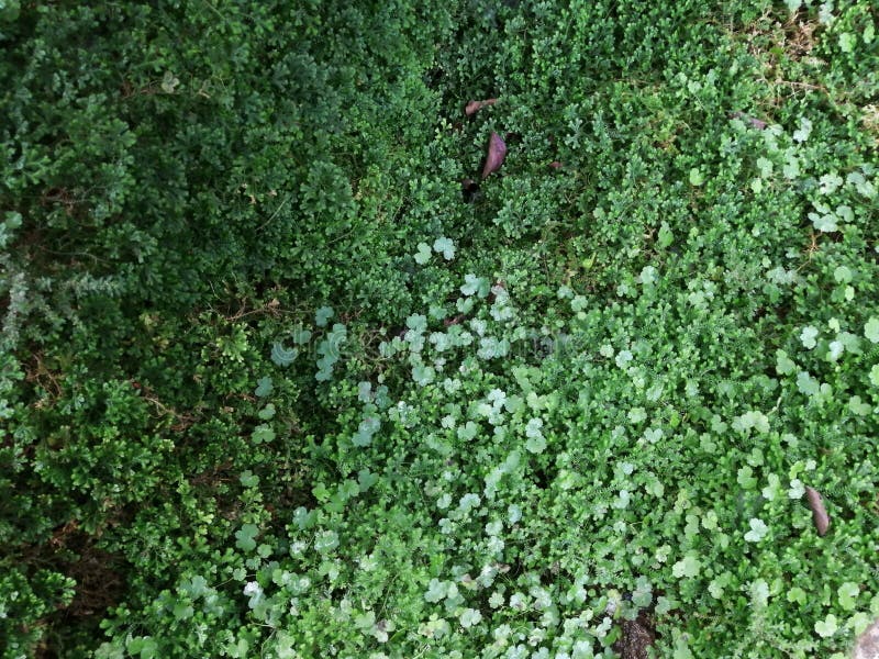 Gradient Green Small Tree Covered the Stone Surface Stock Photo - Image ...