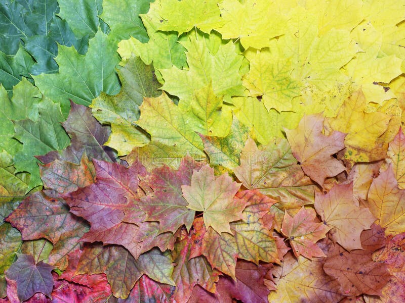 Gradient of Fall Maple Leaves. Autumn Background Stock Image - Image of ...