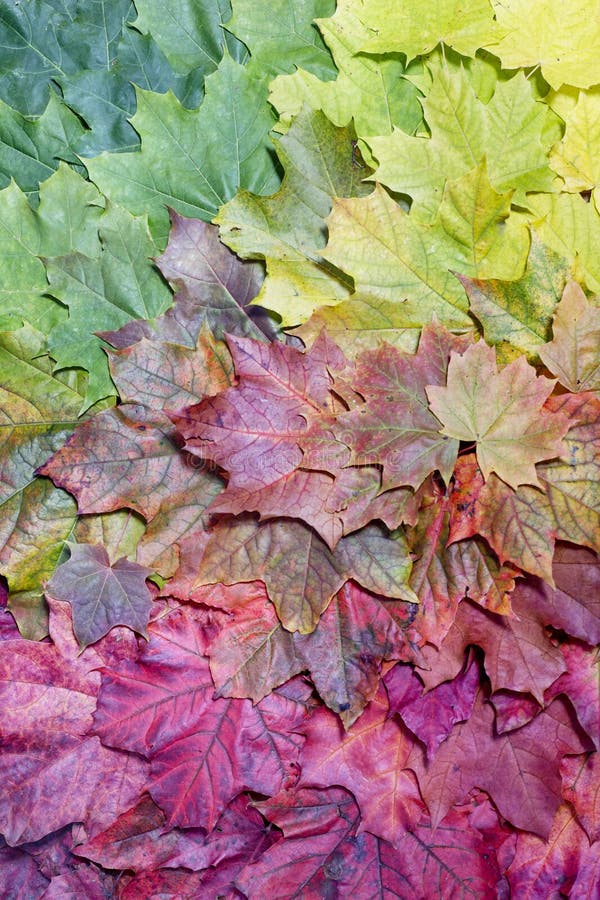 Gradient of Multicolored Fall Maple Leaves. Autumn Background Stock ...
