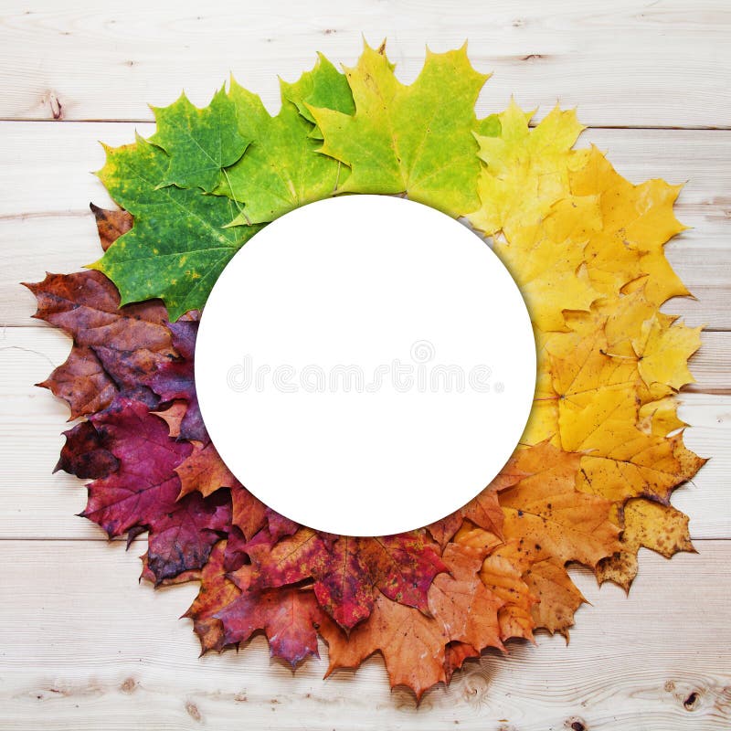 Gradient of Multicolored Fall Maple Leaves. Autumn Round Frame Stock ...