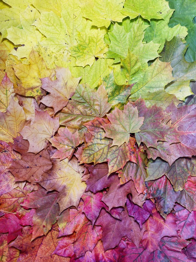Gradient of Fall Maple Leaves. Autumn Background Stock Photo - Image of ...