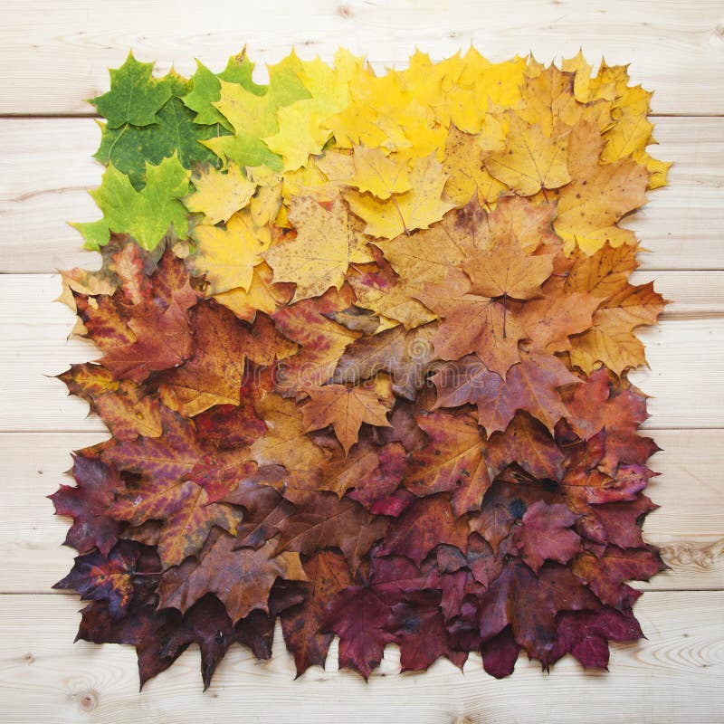 Gradient of Multicolored Fall Maple Leaves. Autumn Background Stock ...