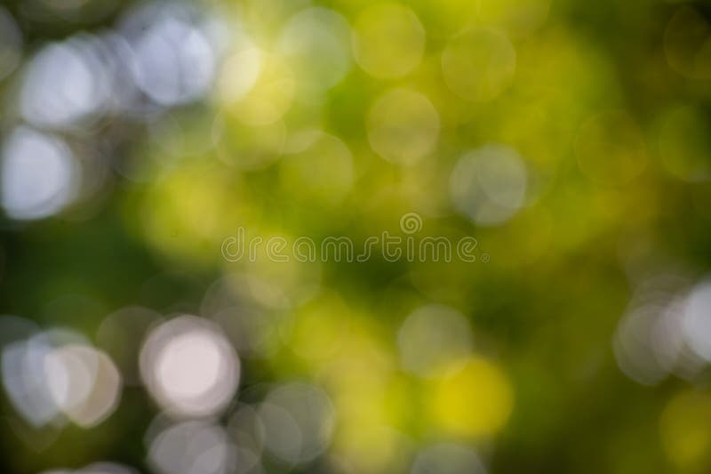 Gradient Nature Background with Blurred Green Leaves Gives a Calm and ...