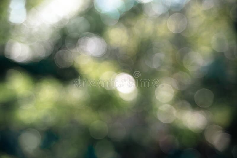 Rainforest Green Gradient Backgrounds Stock Photos - Free & Royalty ...