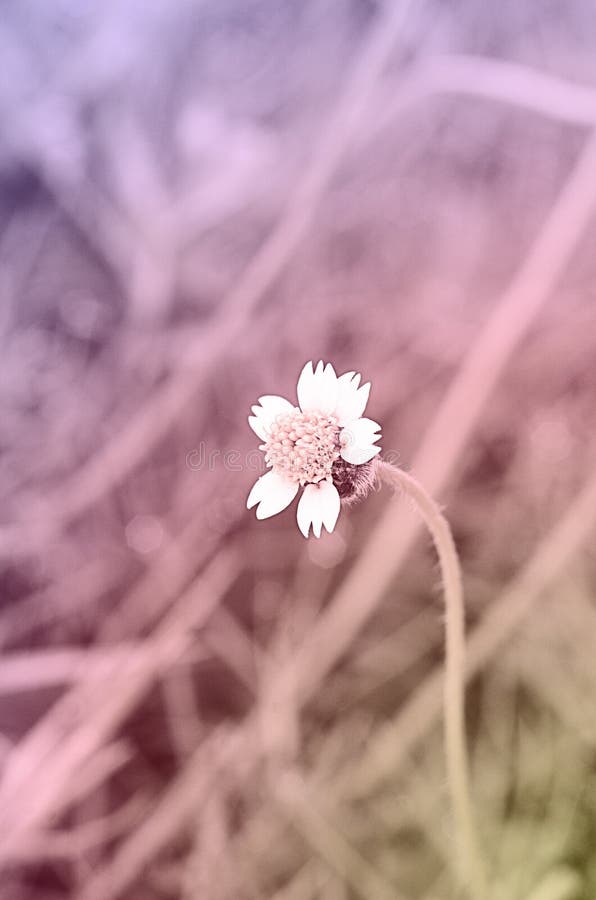 775 Single Flower Gradient Stock Photos - Free & Royalty-Free Stock ...