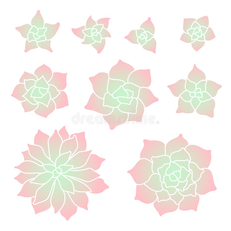 Succulent Geometry Stock Illustrations – 468 Succulent Geometry Stock ...