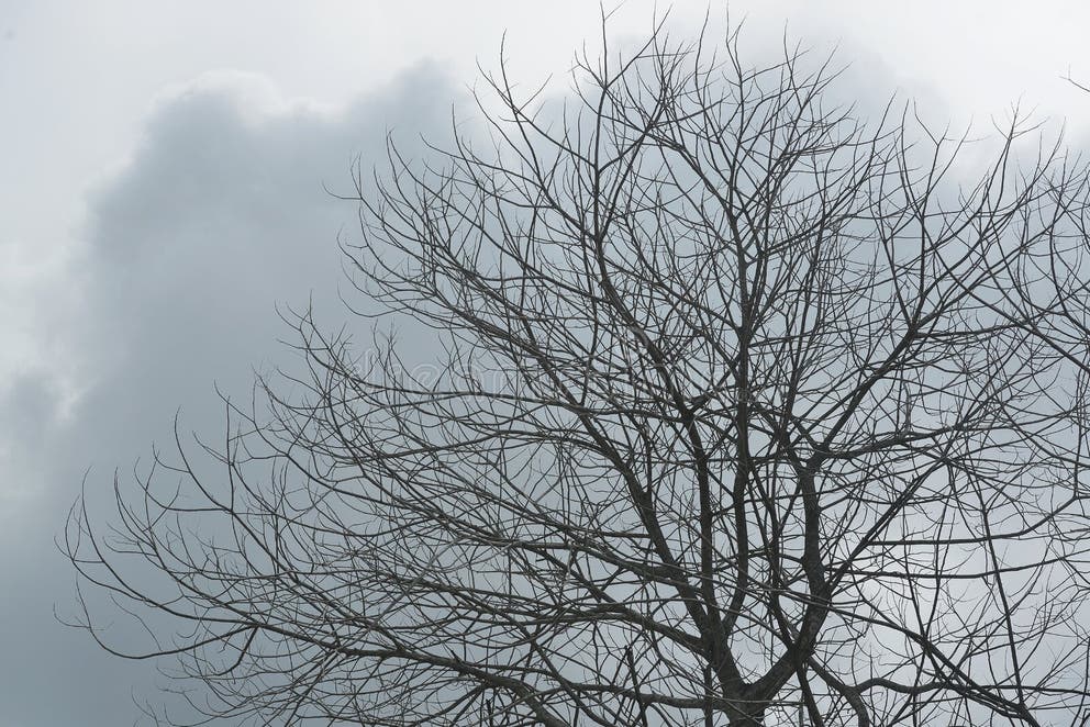 Objects and outdoor stock photo. Image of tree, tone - 247108666