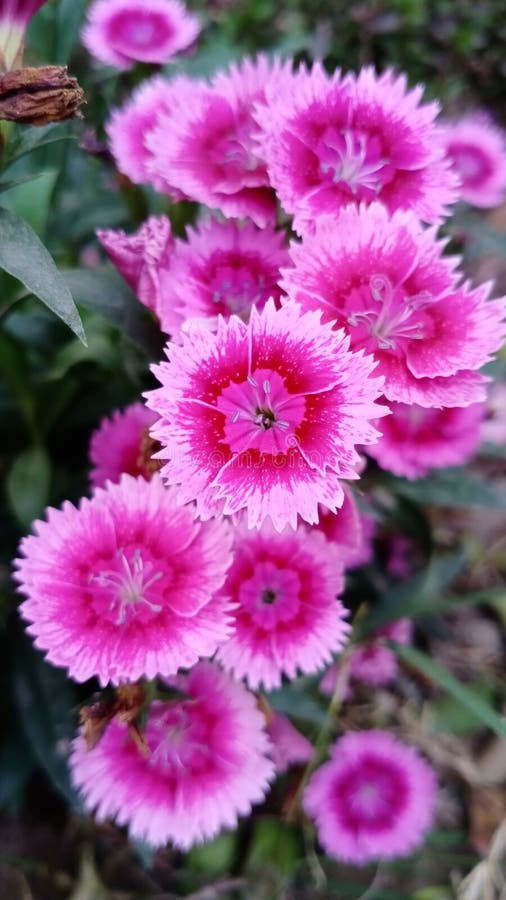 Grading flower stock image. Image of grading, redrose - 218953617