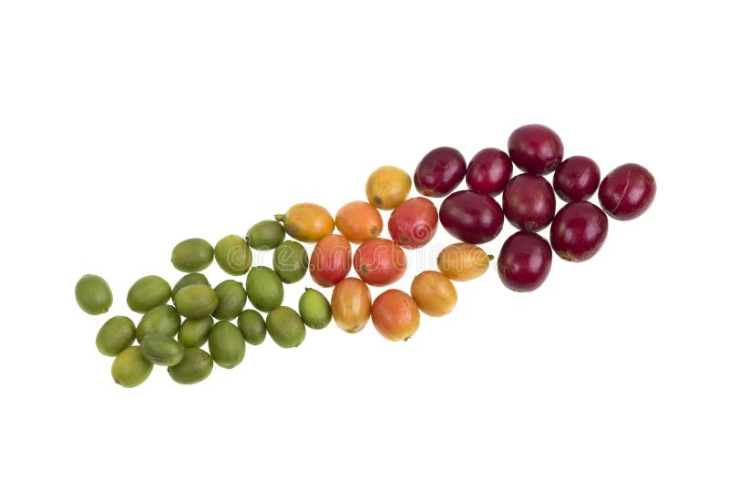 Grados De Los Granos De Café De Madurez Imagen de archivo - Imagen de ...