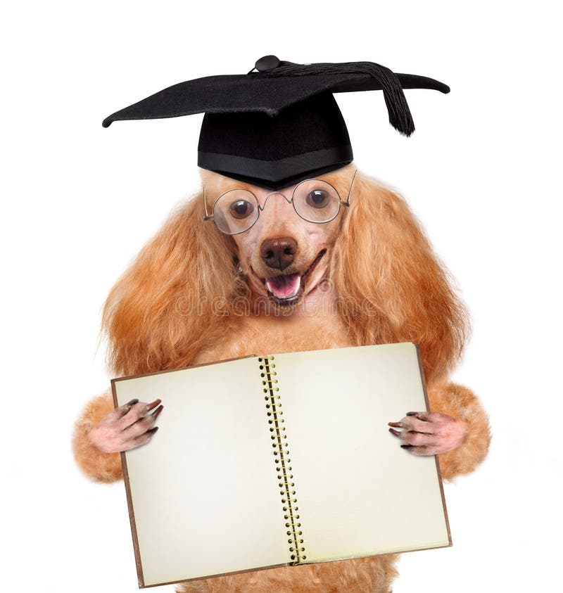 Perro graduado imagen de archivo. Imagen de graduado - 51843217