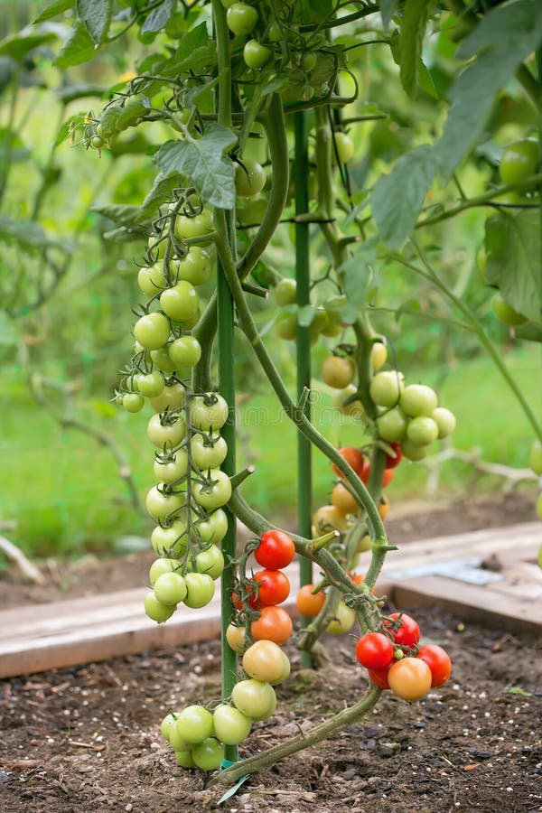 Tomatoes in the field stock image. Image of field, leaf - 121519287