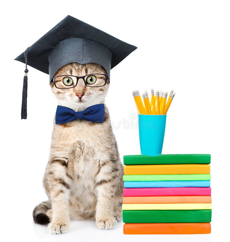Cat Graduation Cap Photos - Free & Royalty-Free Stock Photos from ...
