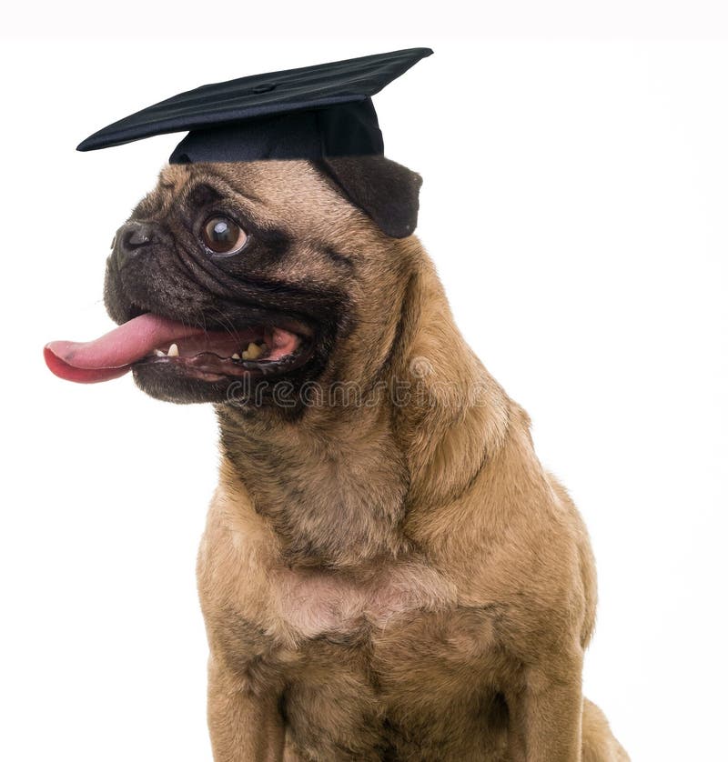 338 Graduation Dog Stock Photos - Free & Royalty-Free Stock Photos from ...