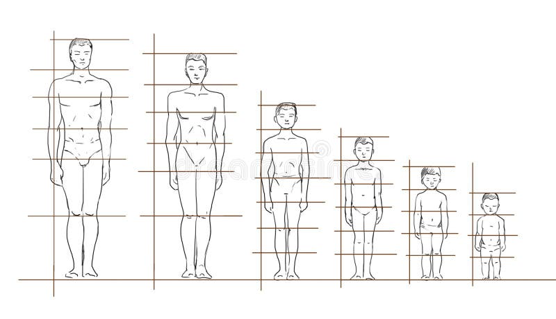 Grafic Art of Human Proportions Different Ages Stock Illustration ...
