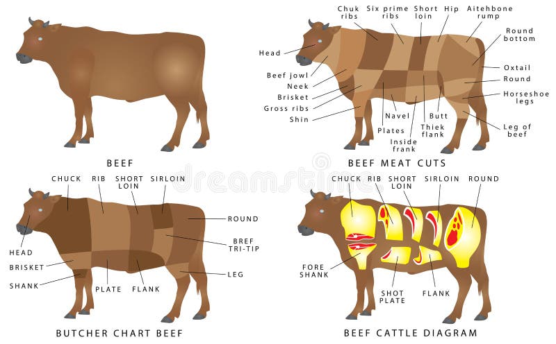 Mucca E Taglio Di Manzo O Del Grafico Del Manzo Diagramma Delle Parti ...
