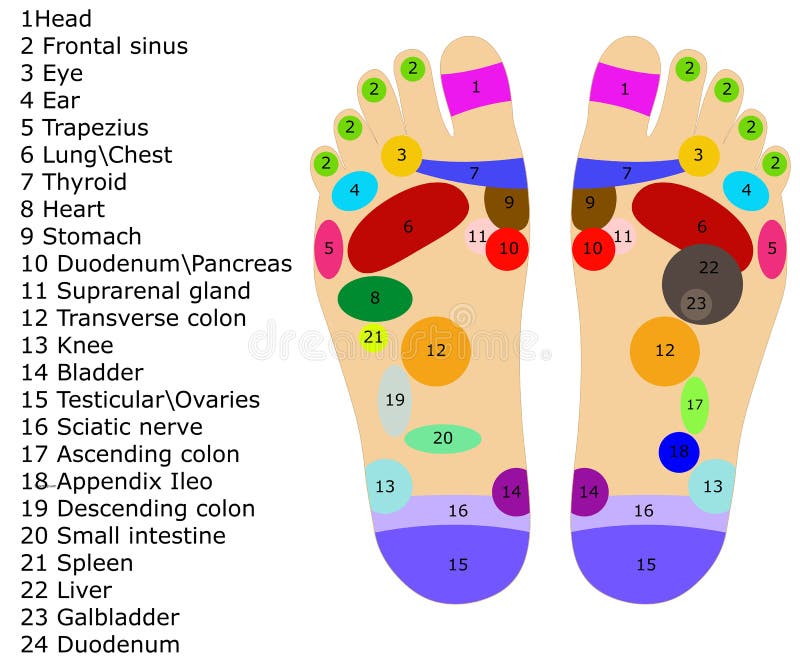 Zenuwen van de voet vector illustratie. Illustratie bestaande uit ...