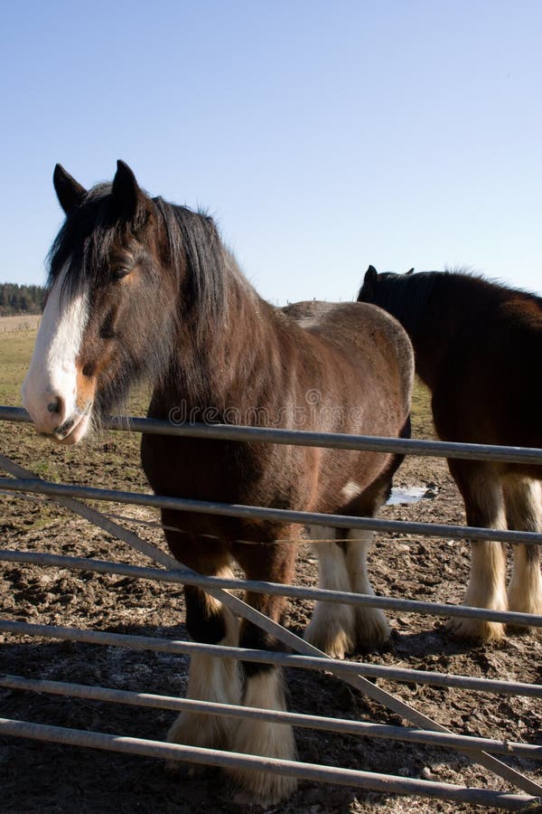 Pferde durch ein Gatter stockbild. Bild von wiese, gruppe - 27672311