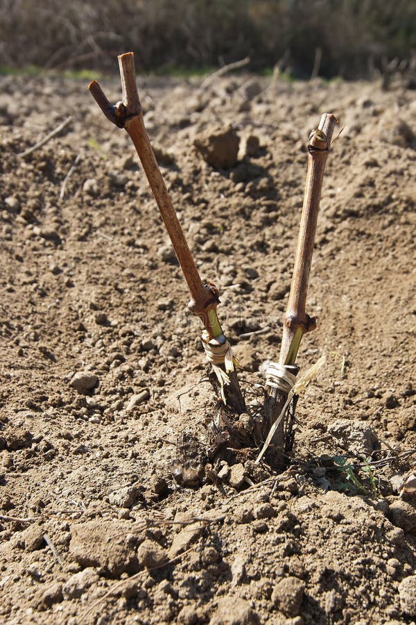 Graft stock image. Image of propagation, graft, stem - 24365851