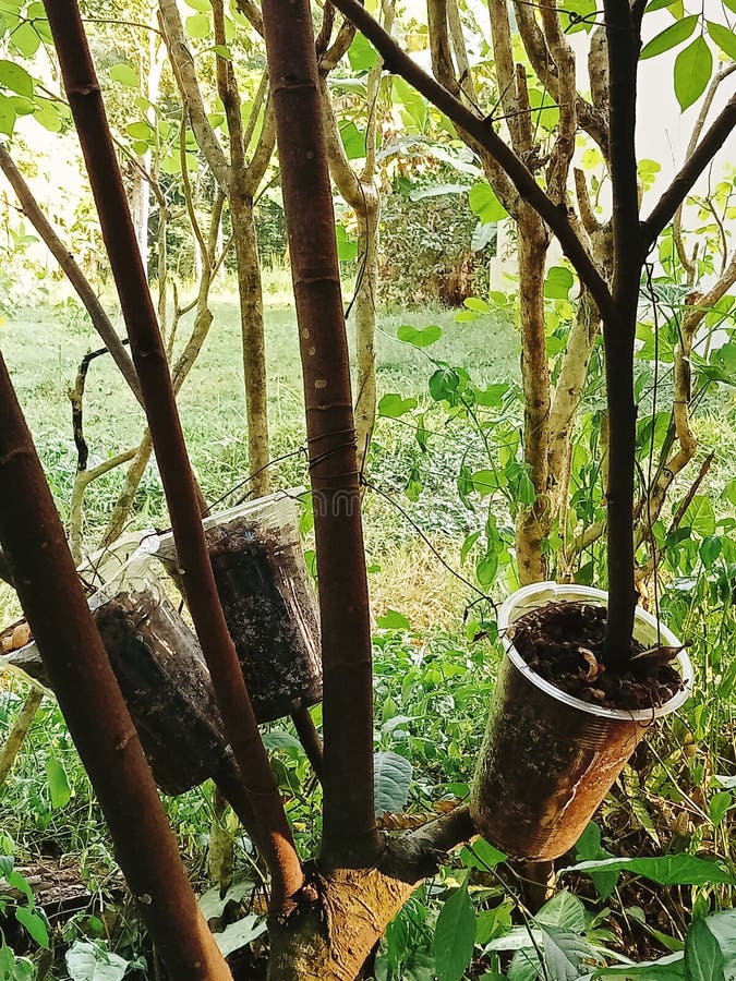 Graft a Star Fruit Tree Using a Plastic Cup Filled with Soil Stock ...