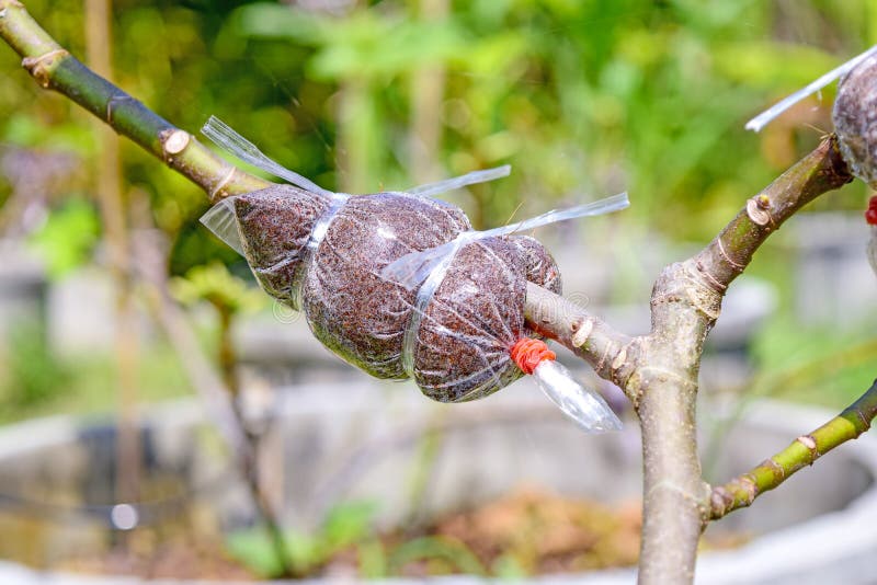 Graft tree stock image. Image of branch, blossom, botany - 81644923