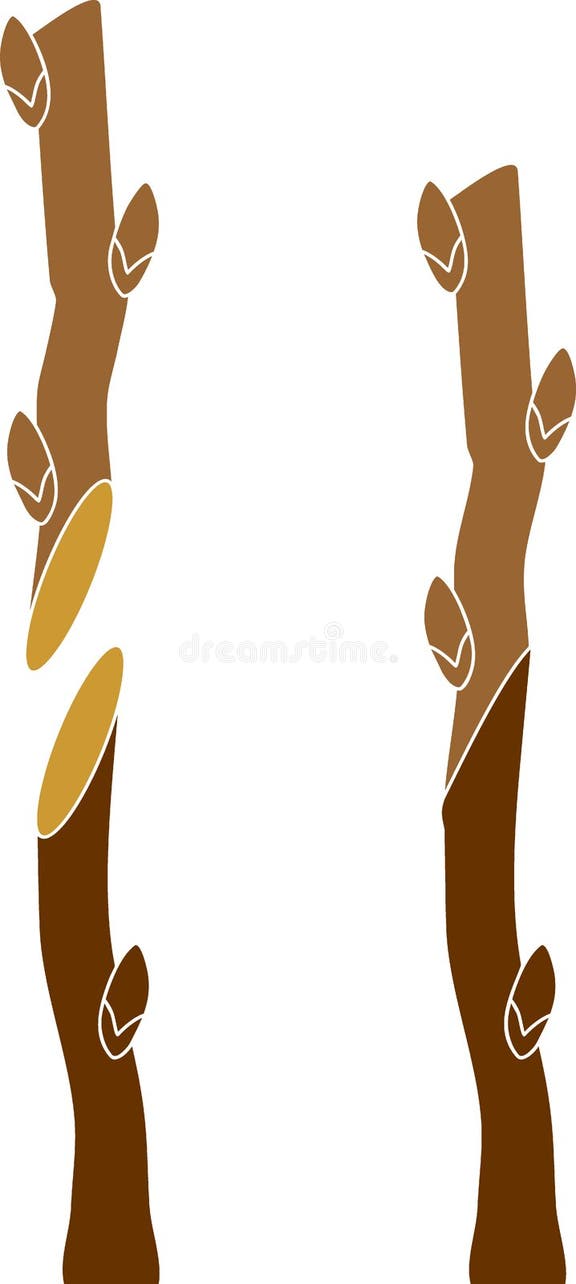 Spring grafting tree. stock vector. Illustration of garden - 154386387