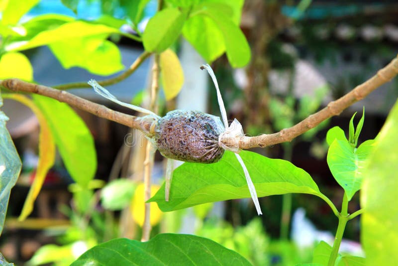 Grafted Branch in Cloning Plant Technique Stock Photo - Image of ...