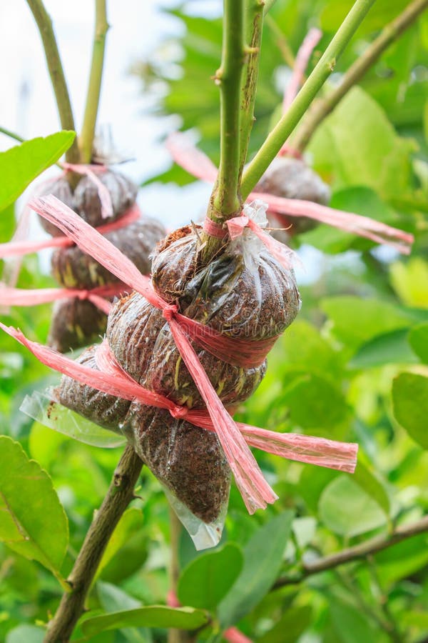 Grafted Branch In Cloning Plant Technique Stock Photo - Image of ...