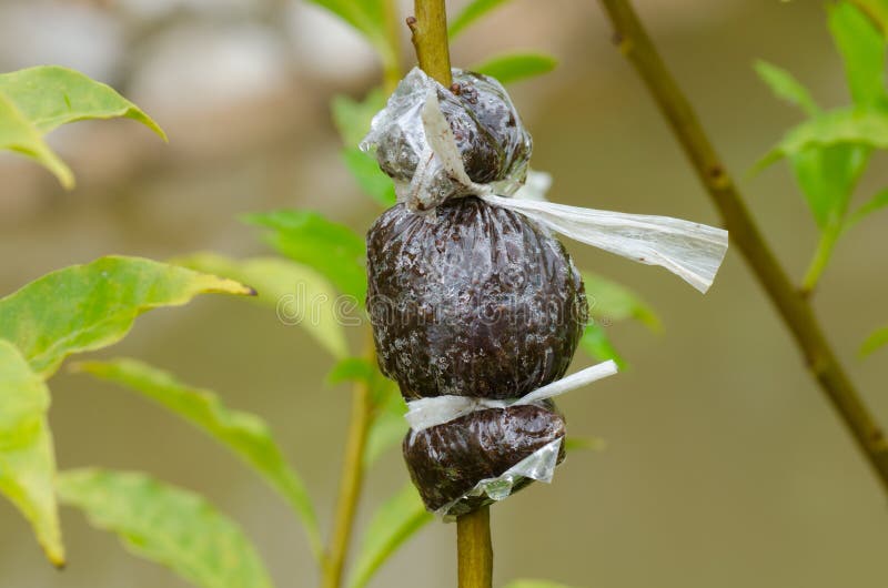 Grafted branch stock image. Image of tree, green, color - 43157127