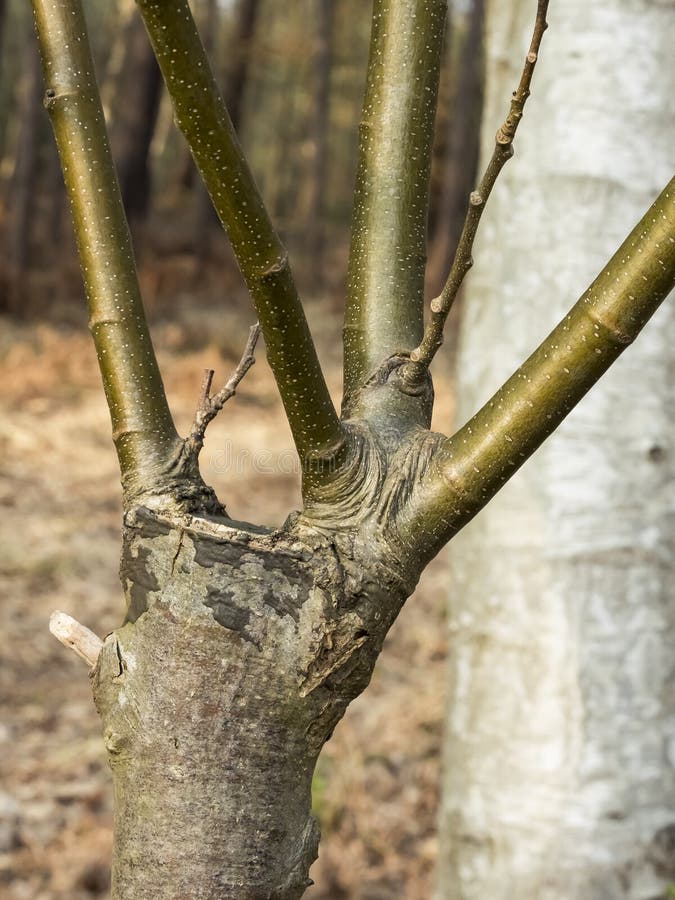 Cut Slips Two Stock Photos - Free & Royalty-Free Stock Photos from ...